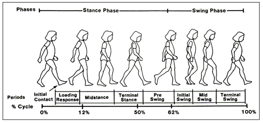 What You Need to Know About the Phases of Gait